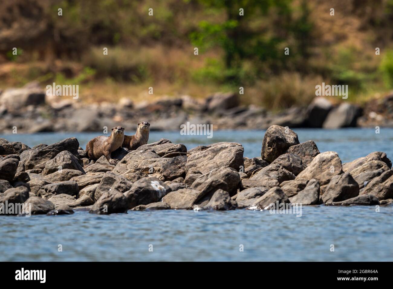 Smooth coated otter or Lutrogale perspicillata a vulnerable animal ...