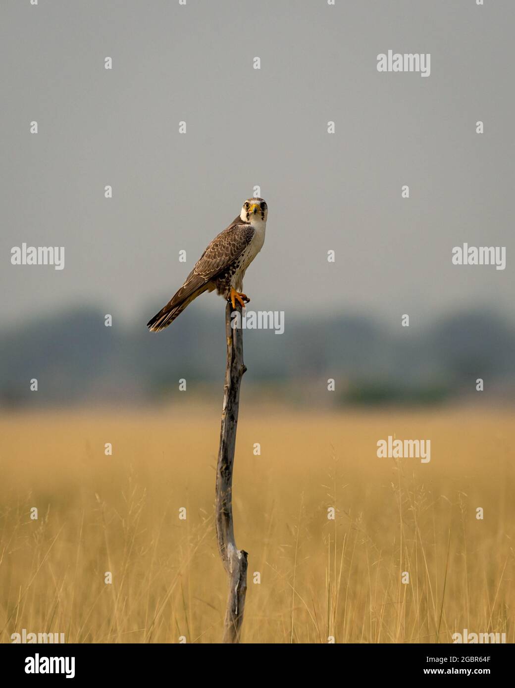 Laggar falcon or Falco jugger portrait at tal chhapar sanctuary churu ...