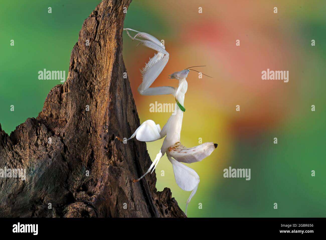 Orchid mantis on a branch Stock Photo - Alamy
