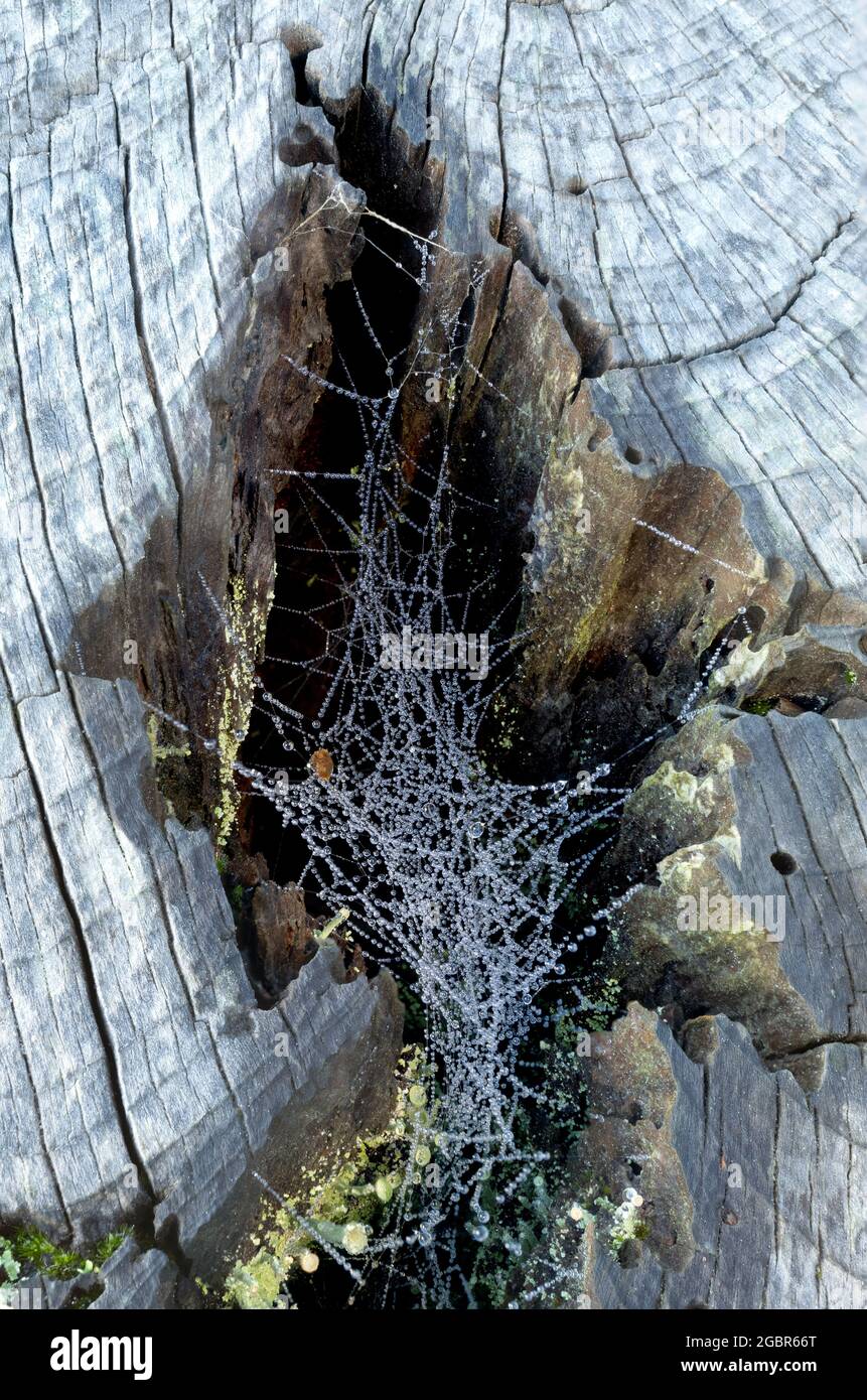 Micro Valley in a old tree stump with a spiders web inside it Stock ...