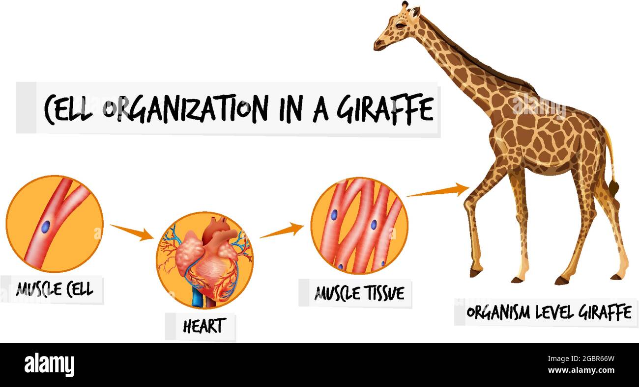 Giraffe Heart Diagram