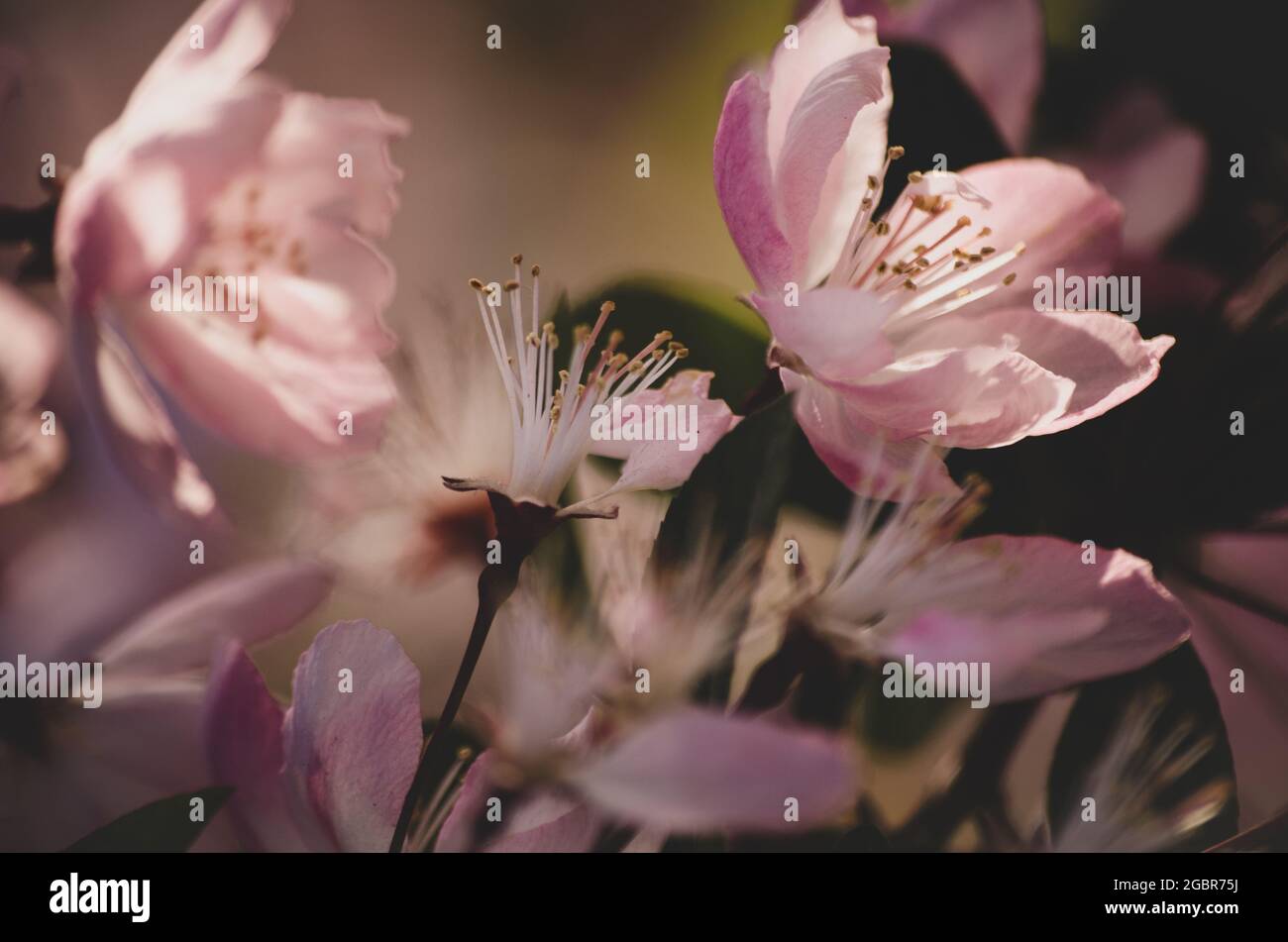Cherry Blossom with a fading core Stock Photo - Alamy