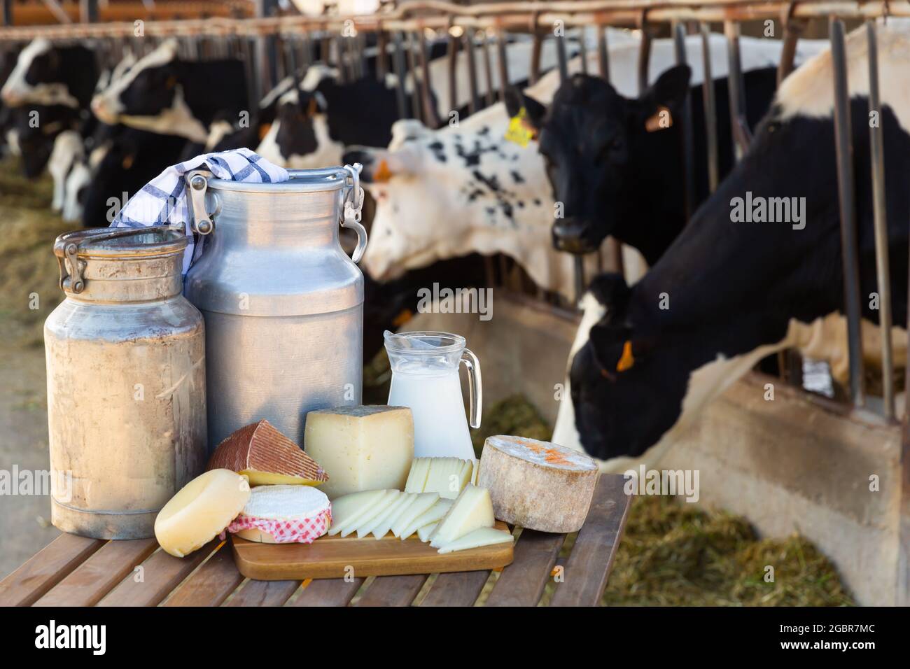 Dairy products - milk, cheese, cottage cheese on the background of cows ...