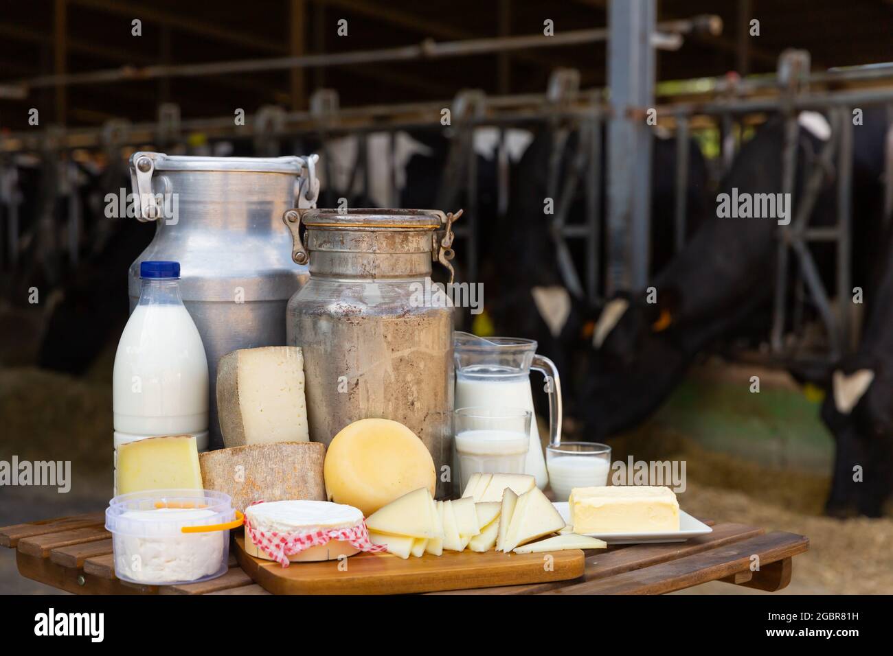 Fresh dairy products on table on background of cows in stall Stock ...