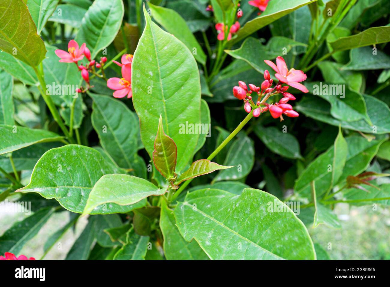Cotton leaved jatropha, Peregrina, Spicy jatropha red flowers and green ...