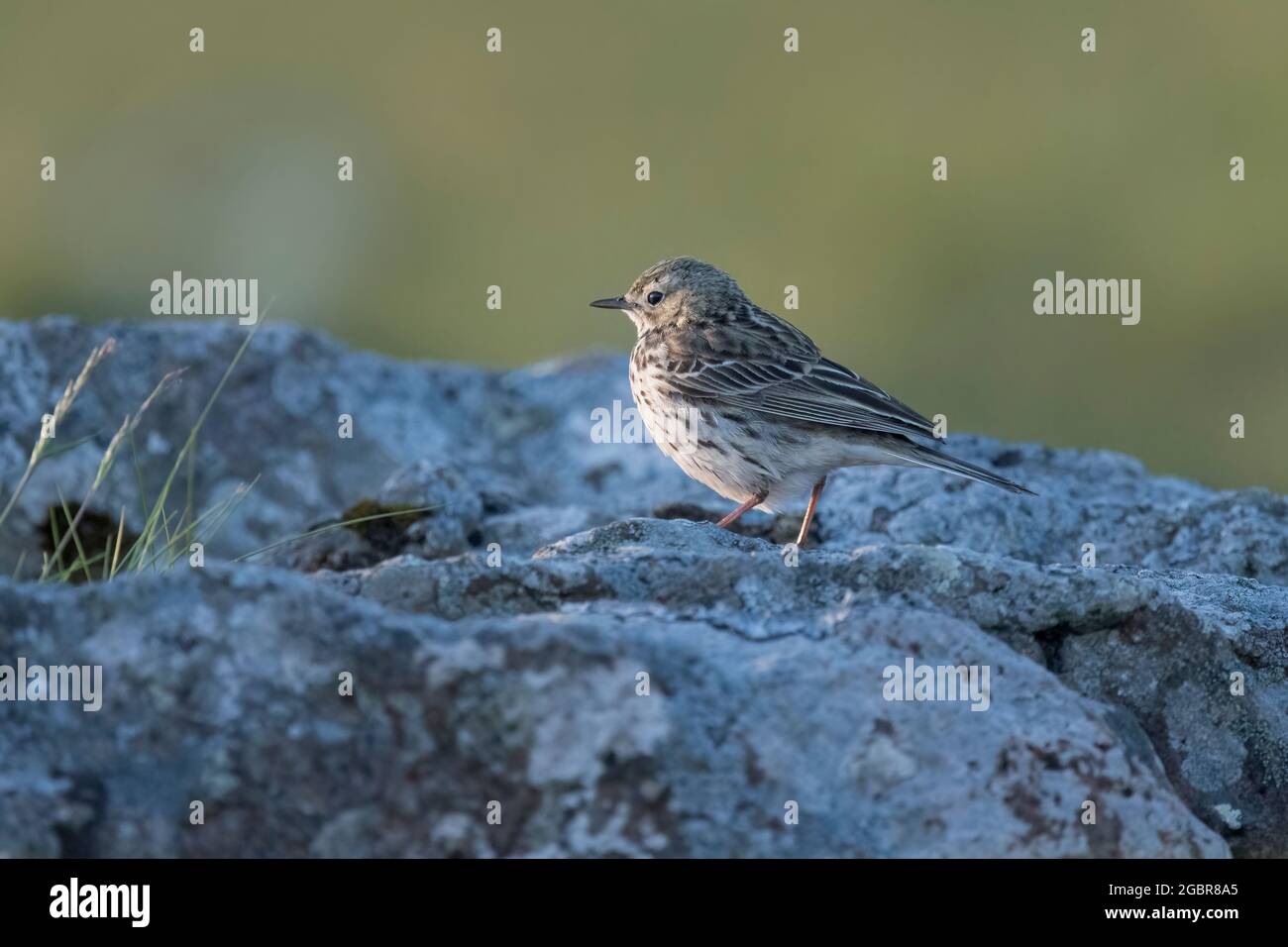 Rock pipit, Anthus petrosus, on rock, Mull, Scotland Stock Photo - Alamy