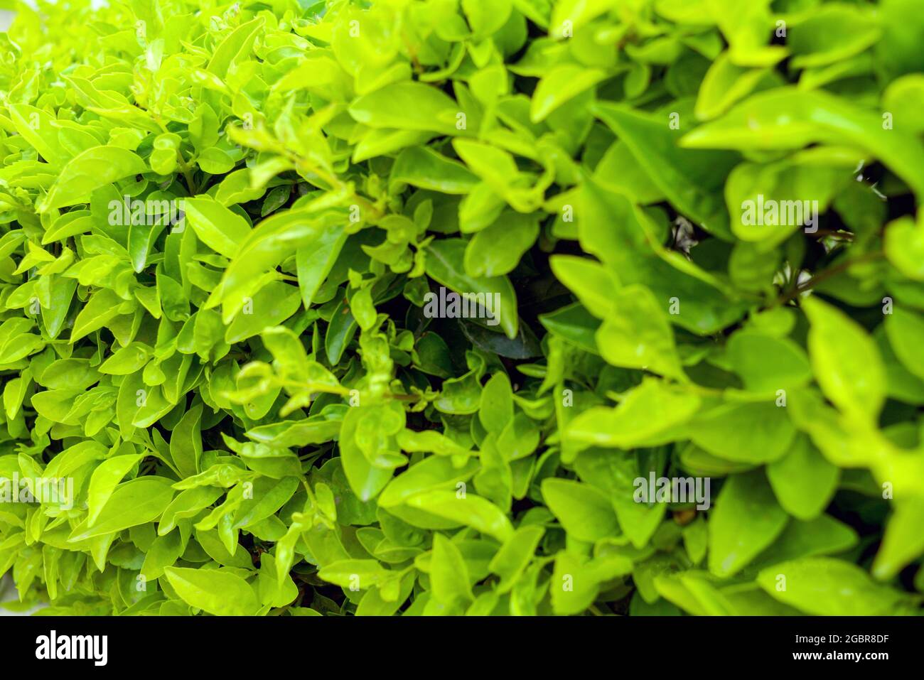 Duranta repens or Duranta erecta leaves closeup texture background ...