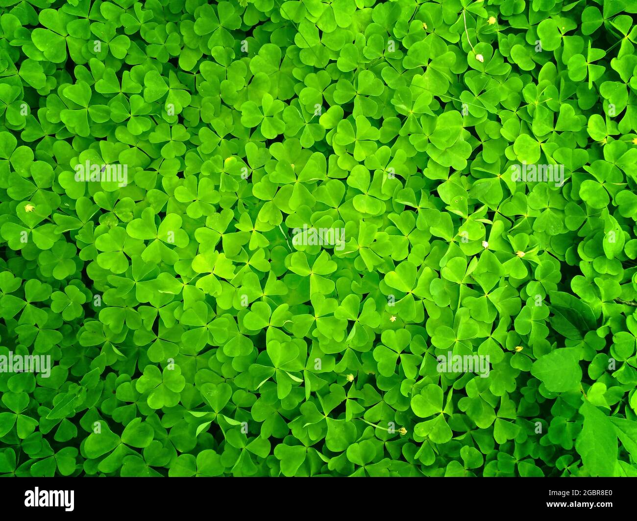 Fresh bright green background of wood sorrel leaves, clover, foliage ...