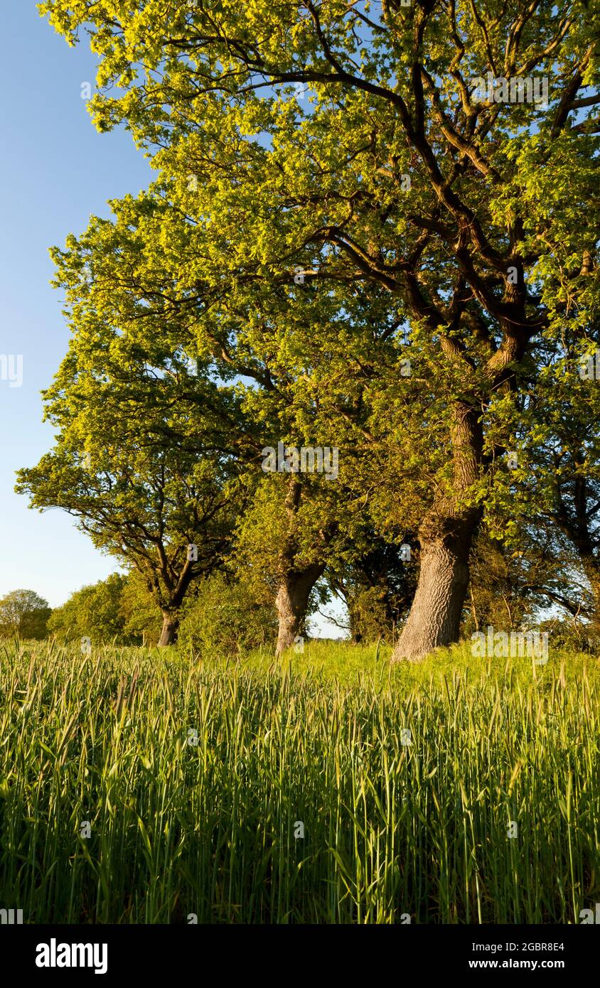 A field growing an arable crop of Rye with a bordering hedge of Oak ...