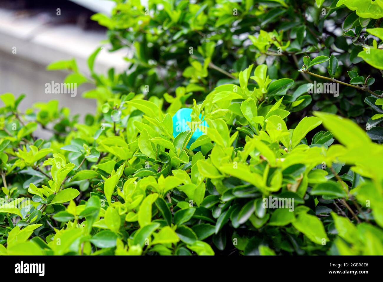Duranta repens or Duranta erecta leaves closeup texture background ...