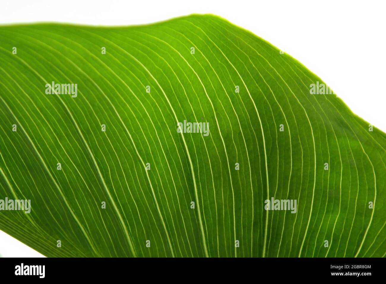 Tropical leaf structure pattern hi-res stock photography and images - Alamy