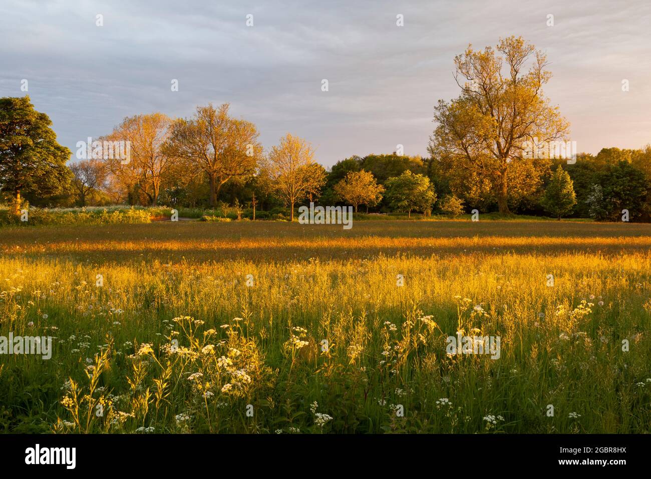Acres of wild flowers hi-res stock photography and images - Alamy