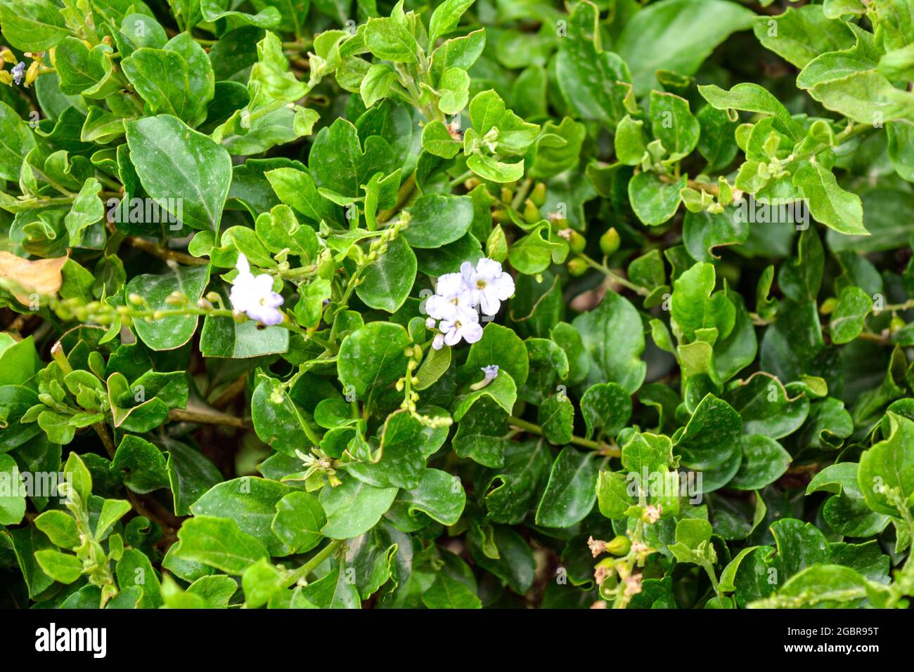 Duranta repens or Duranta erecta leaves closeup texture background ...