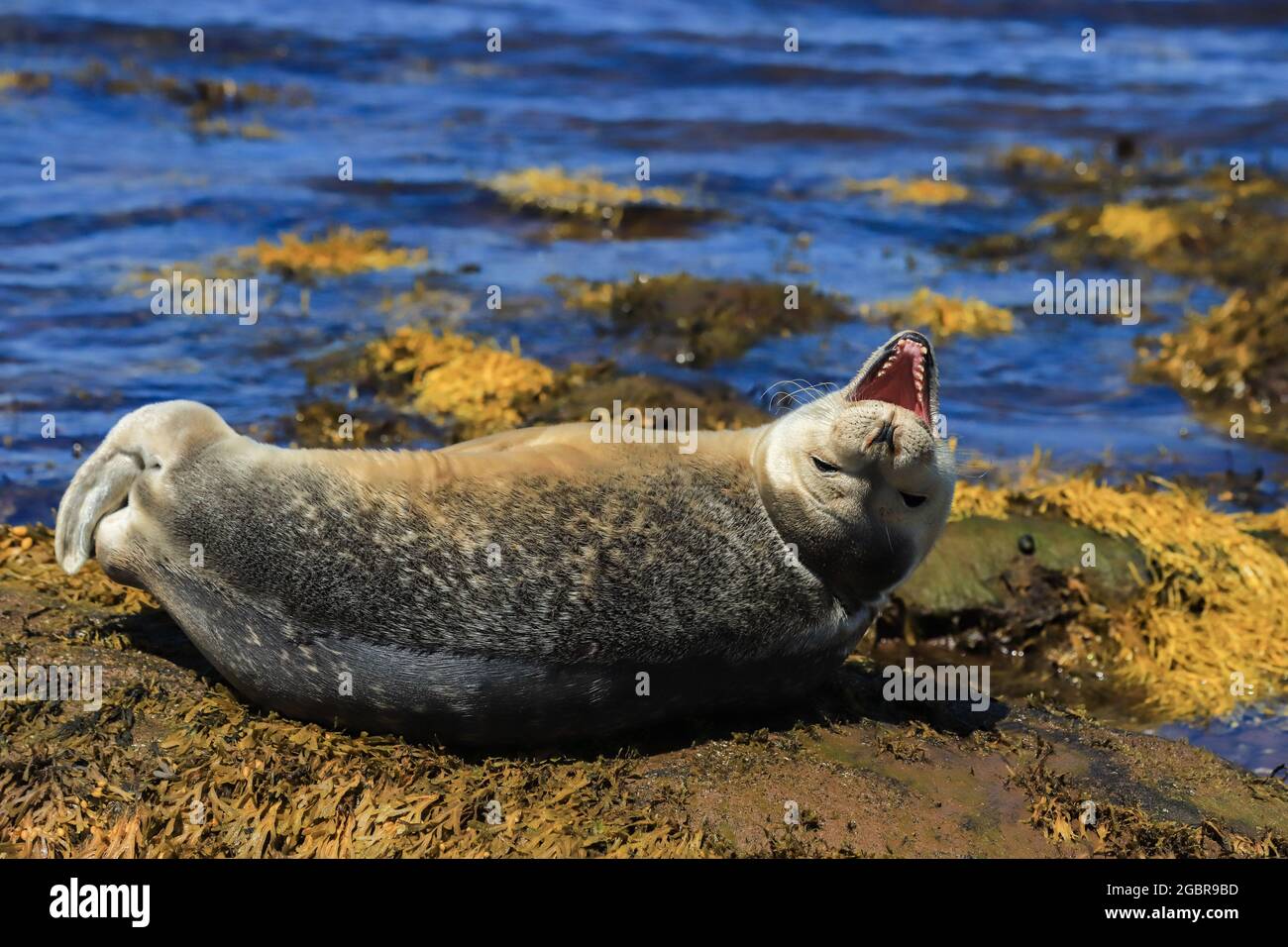 Happy Seal Pup Stock Photo - Alamy