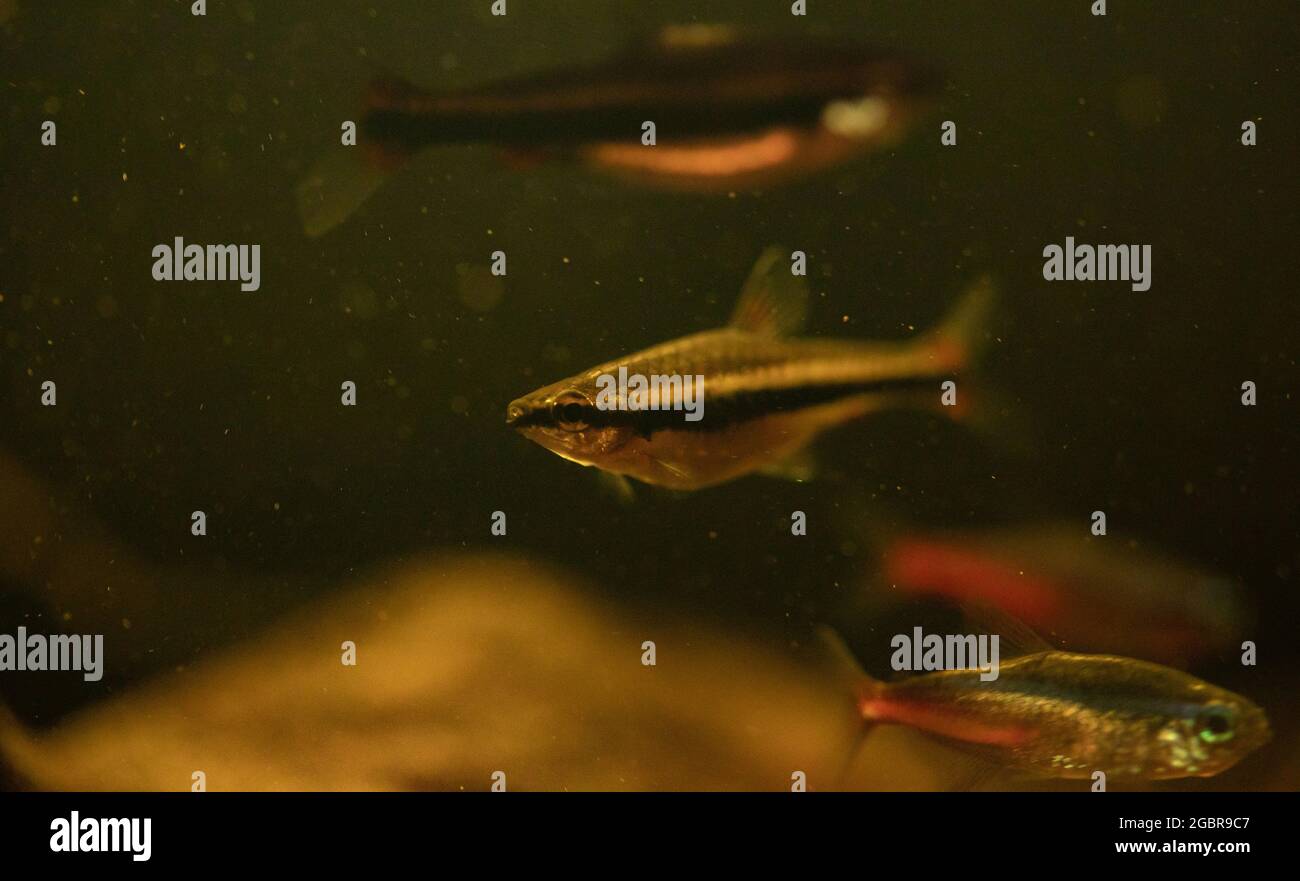 Pencil fish hi-res stock photography and images - Alamy