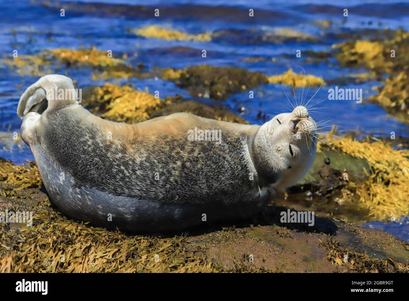 Happy Seal Pup Stock Photo - Alamy