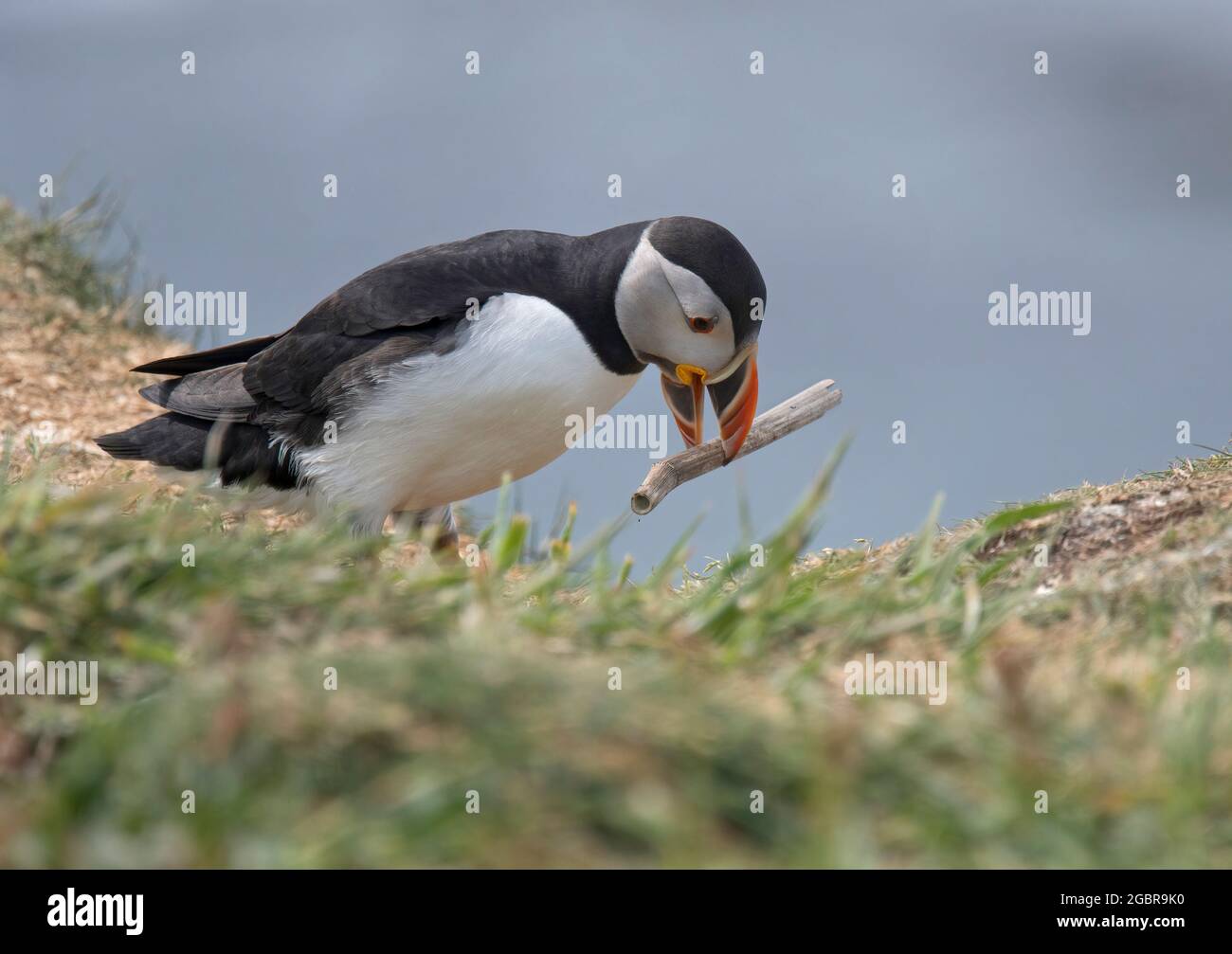 Atlantic Puffin, Fratercula artica, with nesting material, Isle of ...