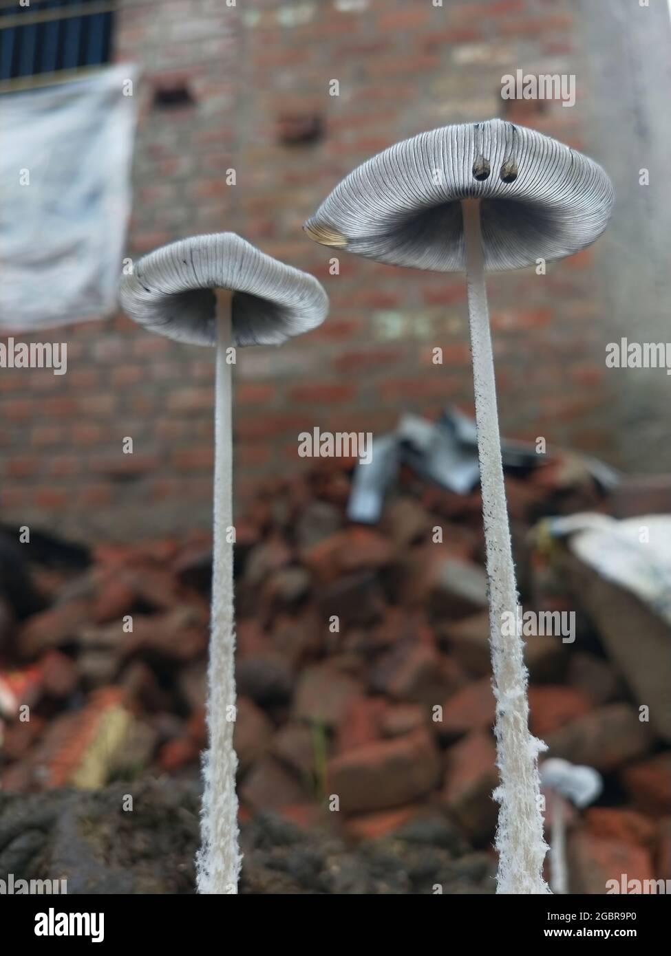 Vertical shot of hare's foot inkcap fungi on a forest floor Stock Photo ...