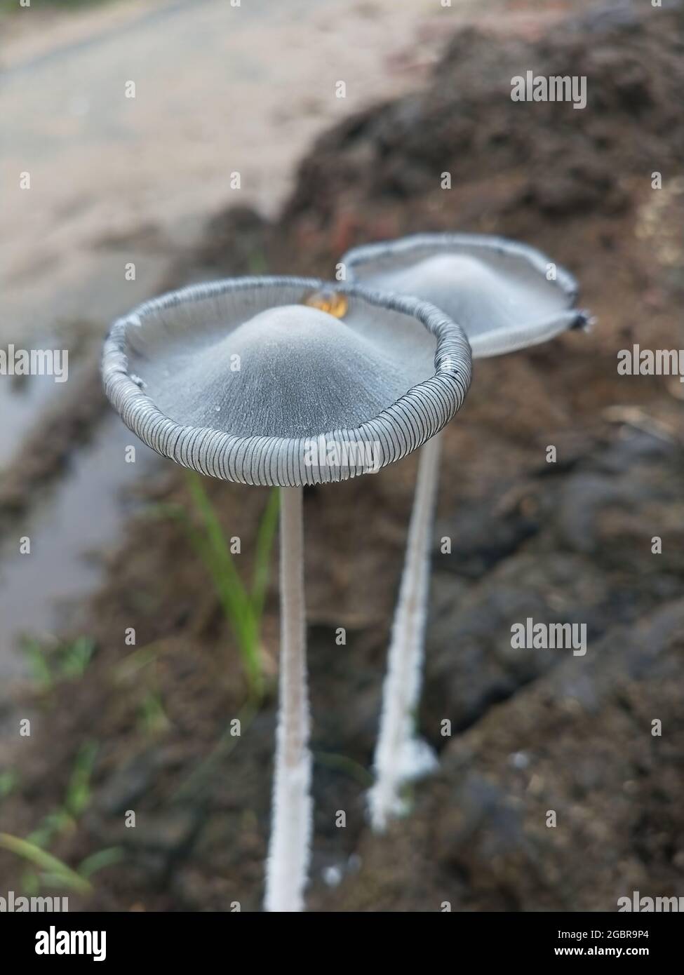 Vertical shot of hare's foot inkcap fungi on a forest floor Stock Photo ...