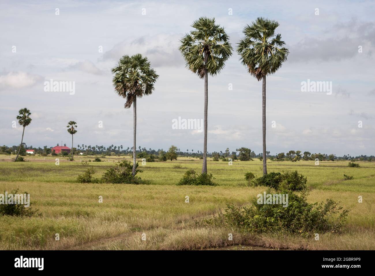 Killing fields, Cambodia, Pol Pot, Khmer Rouge Stock Photo - Alamy