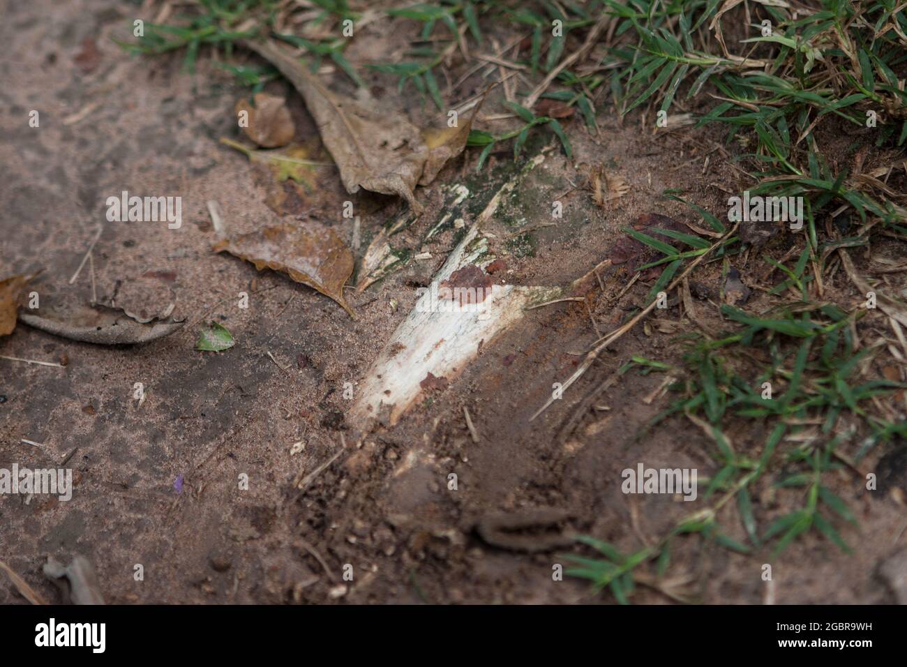 Killing fields, Cambodia, Pol Pot, Khmer Rouge Stock Photo - Alamy