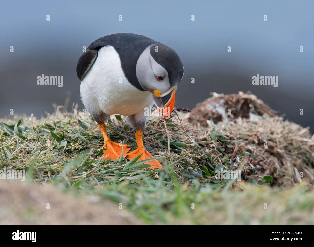 Atlantic Puffin, Fratercula artica, with nesting material, Isle of ...