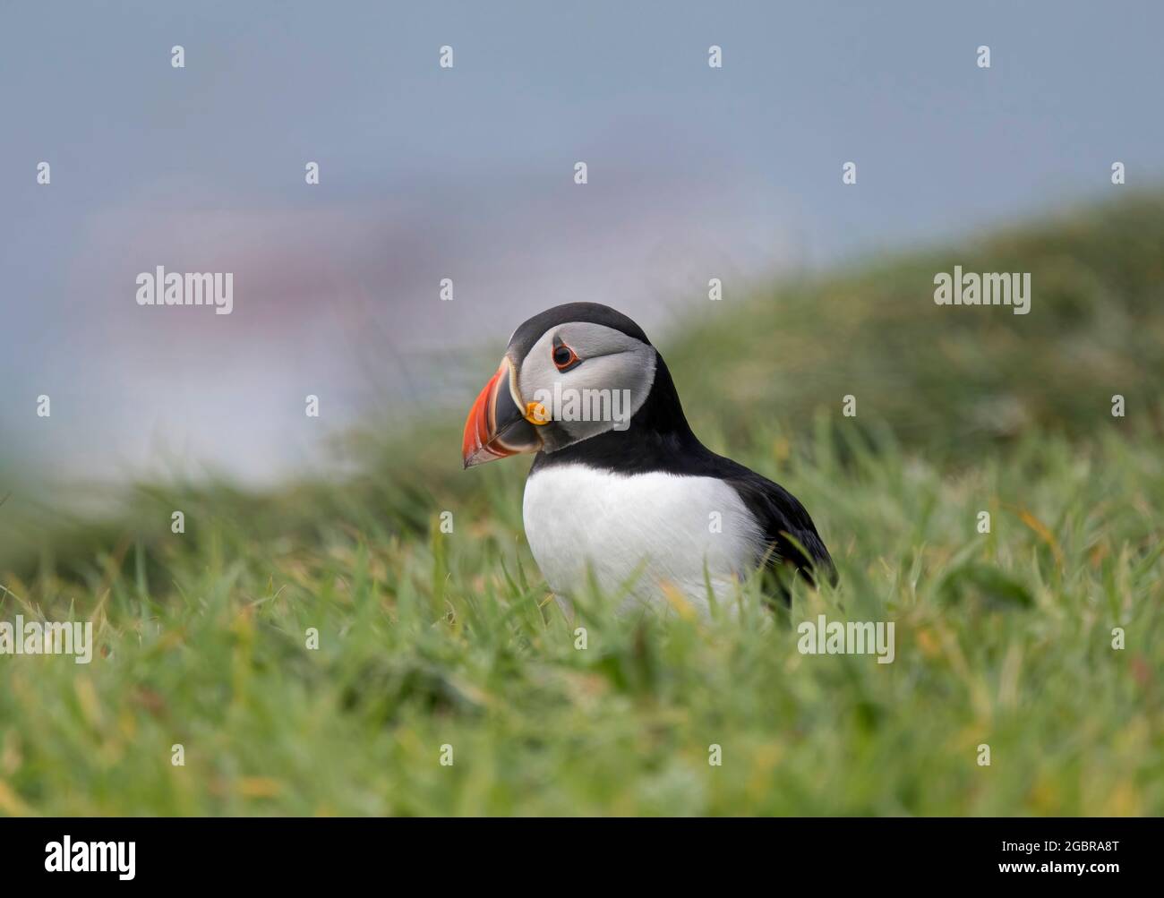 Atlantic Puffin, Fratercula artica, Isle of Lunga, Scotland Stock Photo ...