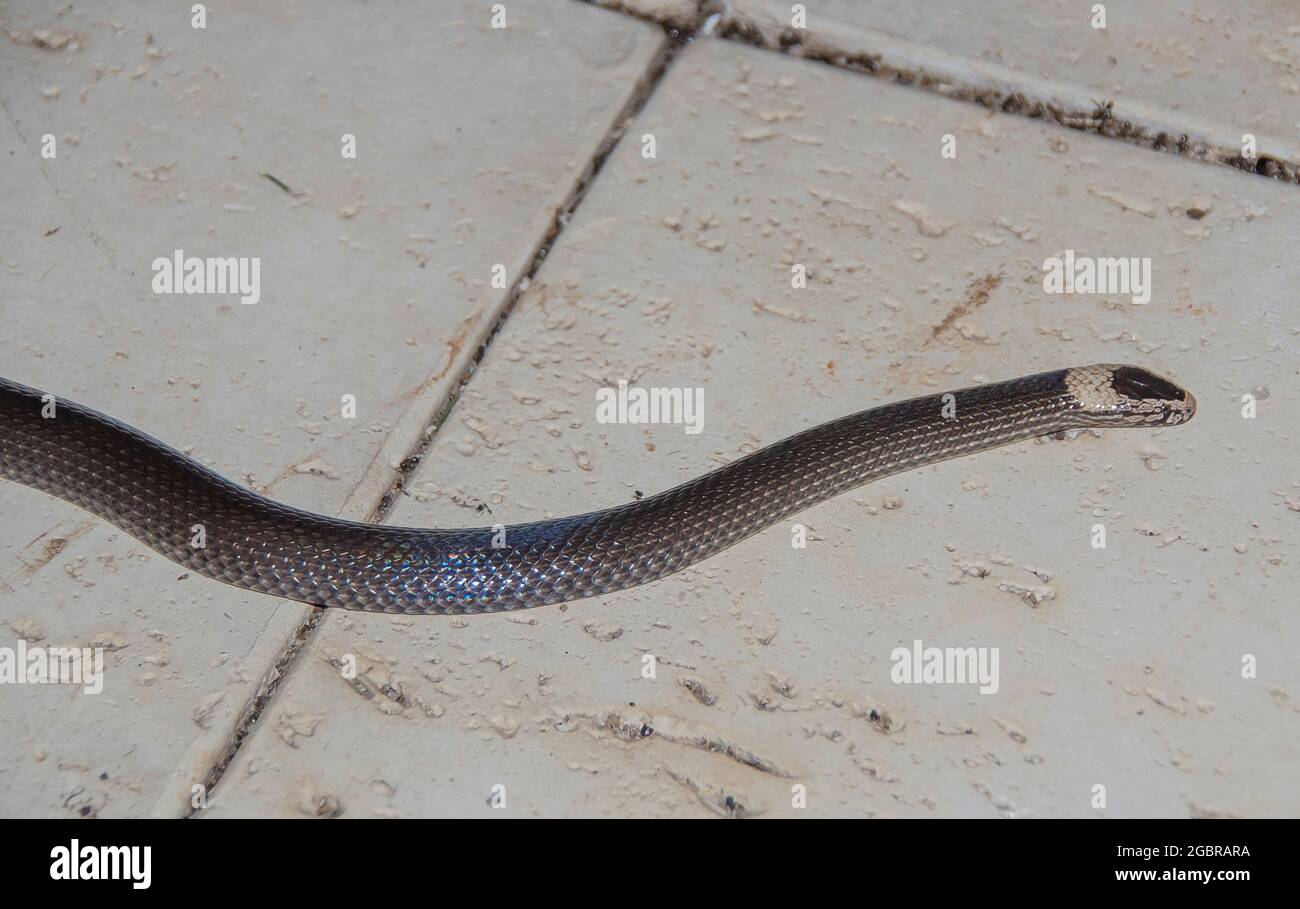 Crown with snake hi-res stock photography and images - Alamy