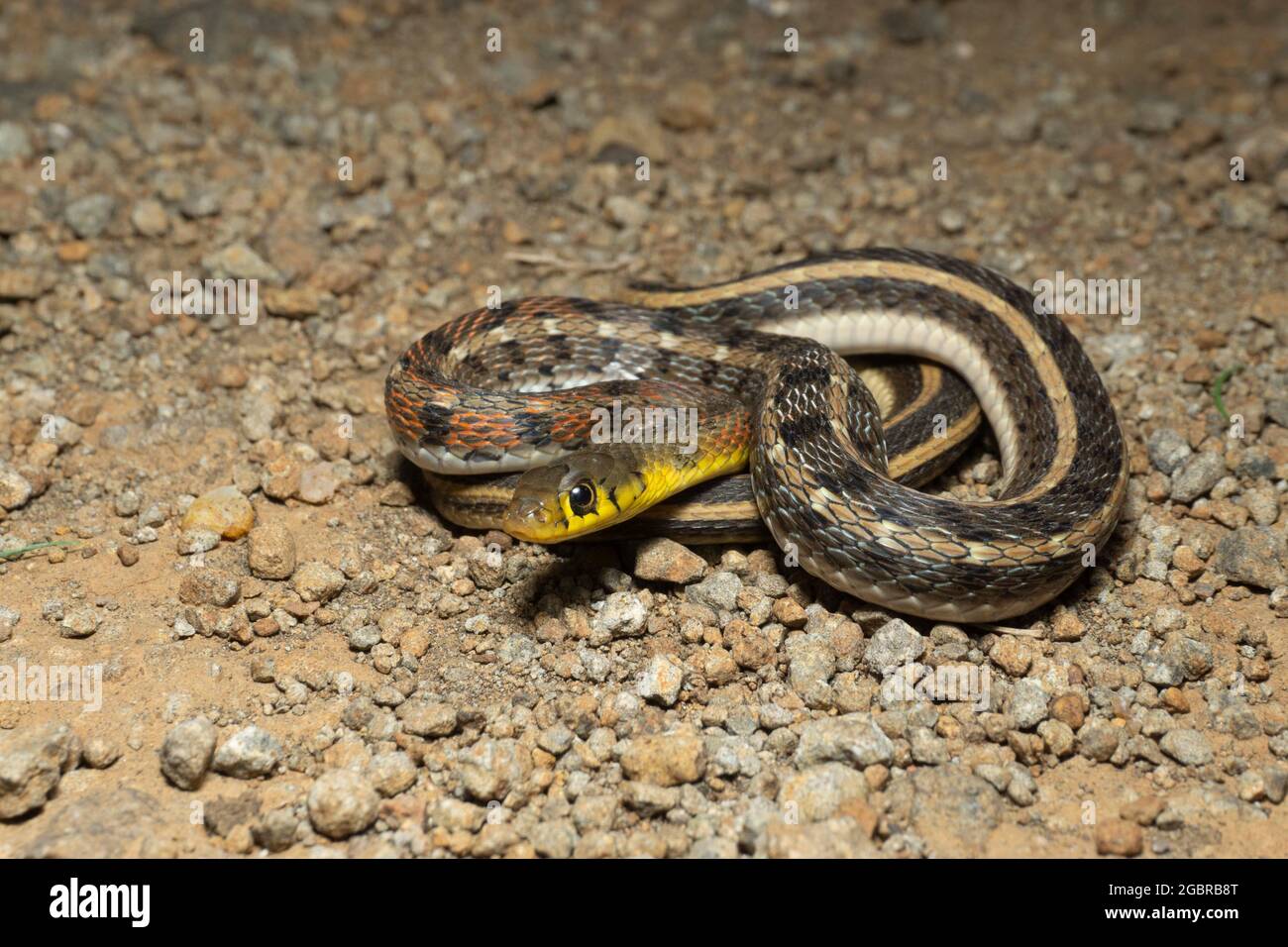 India is home to a large variety of wildlife. It is a biodiversity ...