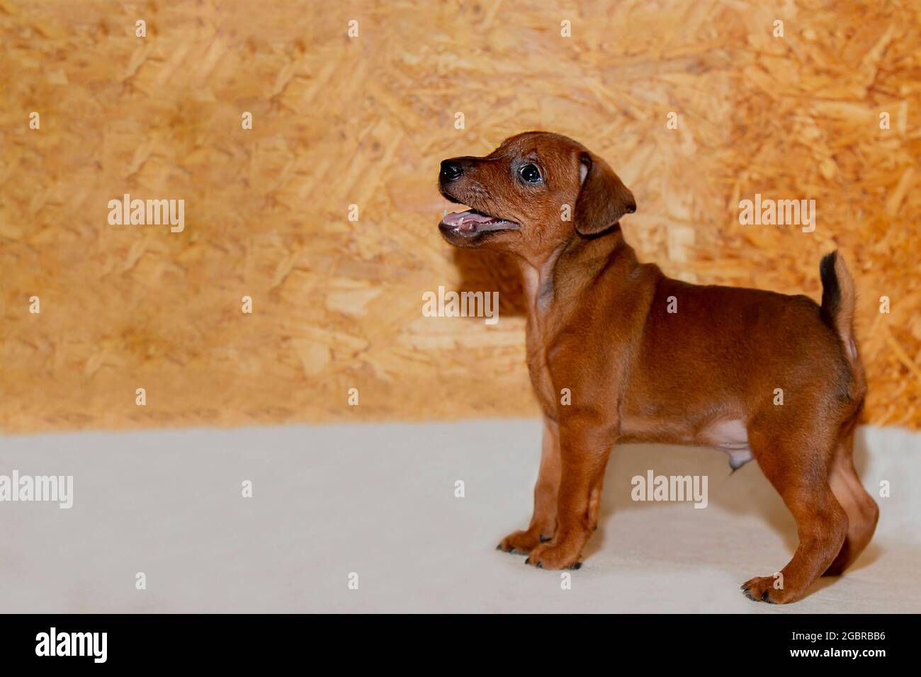 Baby foot miniature hi-res stock photography and images - Alamy