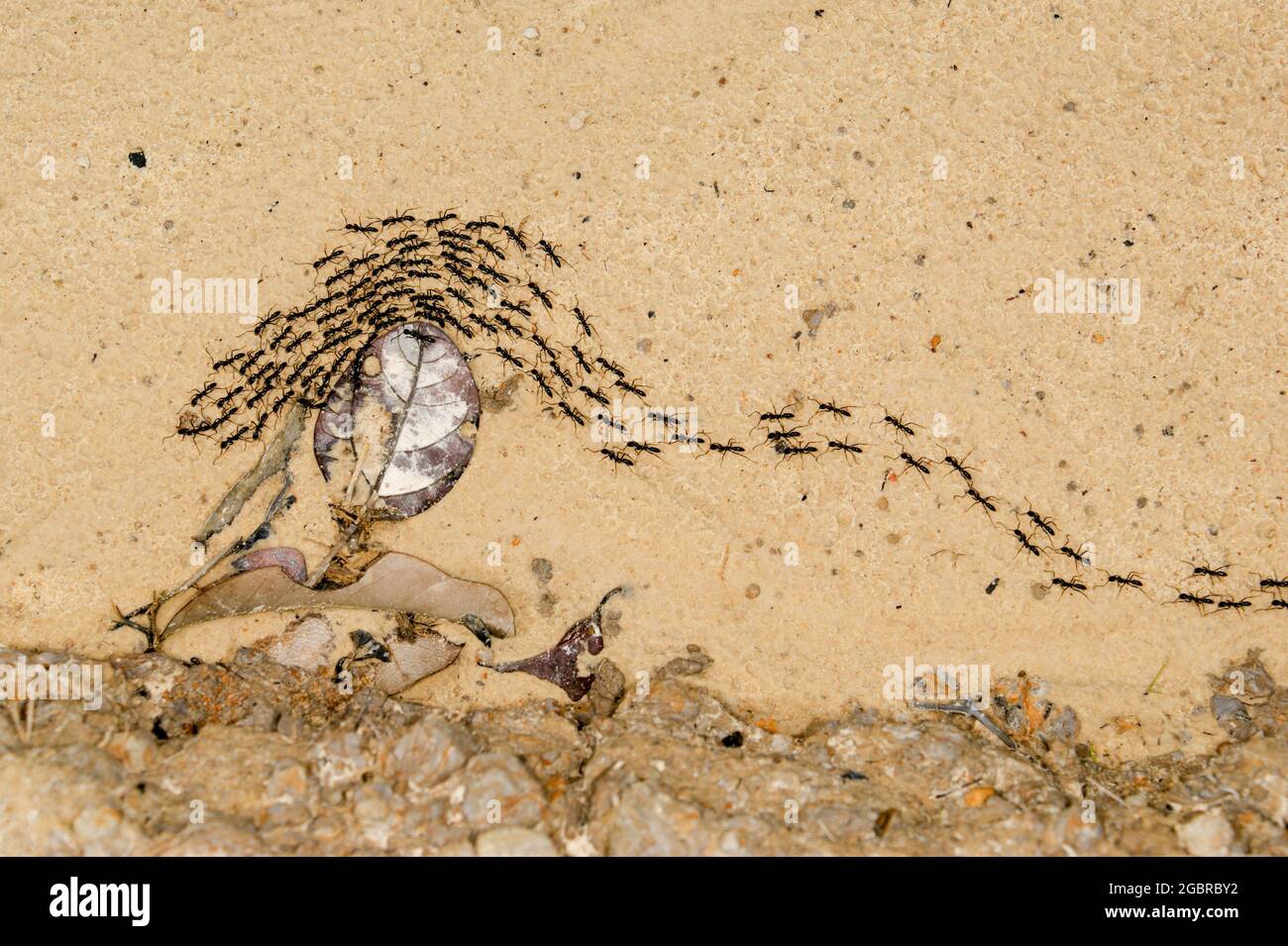 Army ants swarm out for a hunt, on sandy ground, Borneo, Malaysia Stock ...