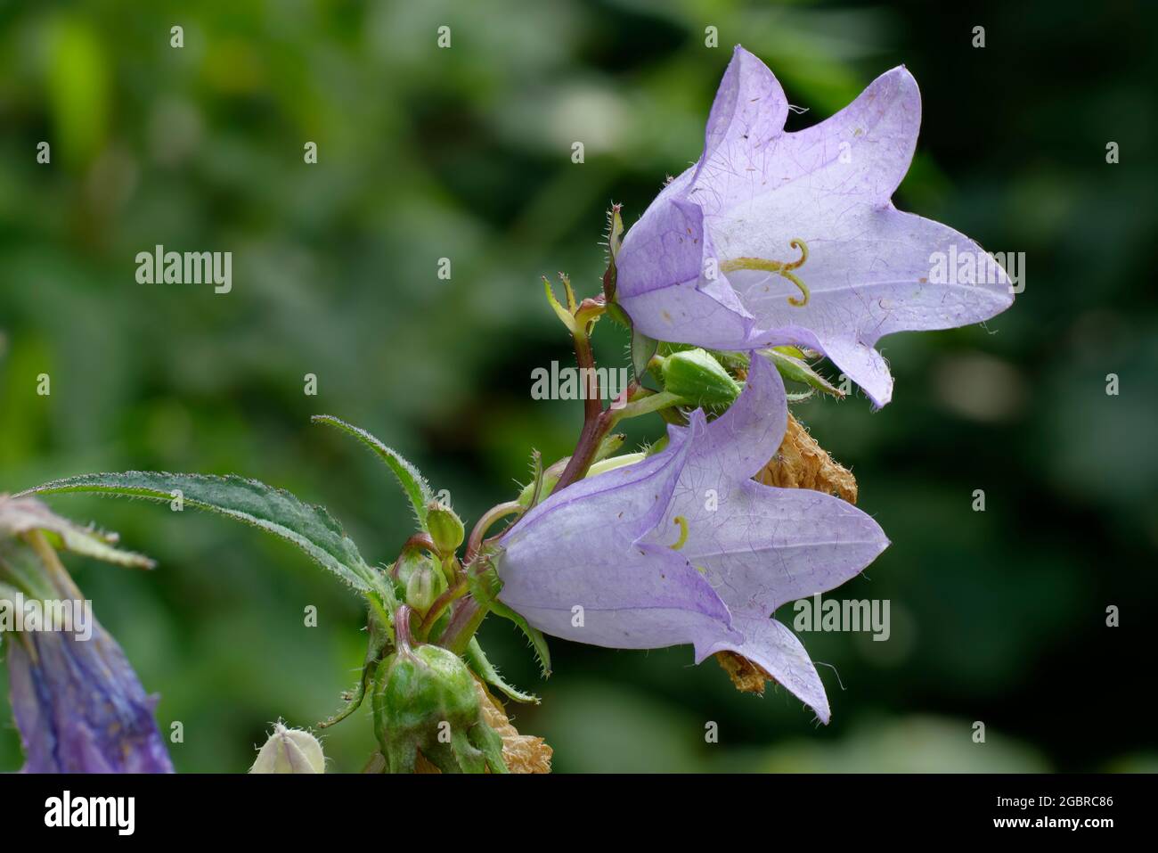 Nettle-leaved Bellflower - Campanula trachelium, two flowers Stock ...