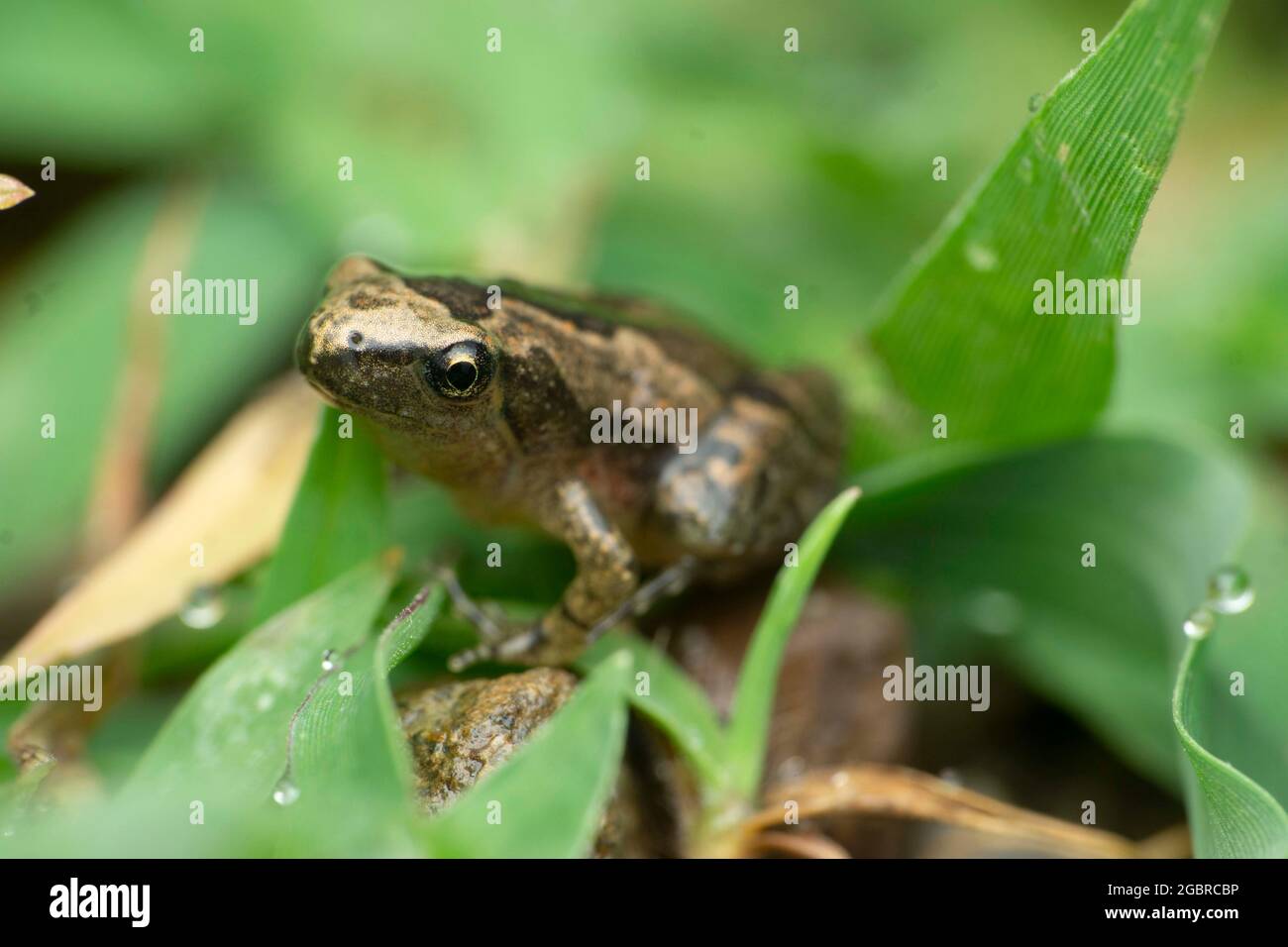 India is home to a large variety of wildlife. It is a biodiversity ...