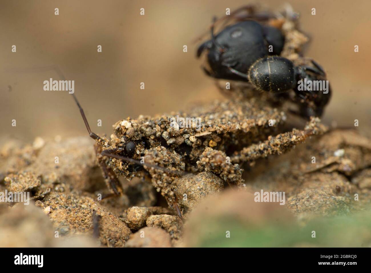 India is home to a large variety of wildlife. It is a biodiversity ...