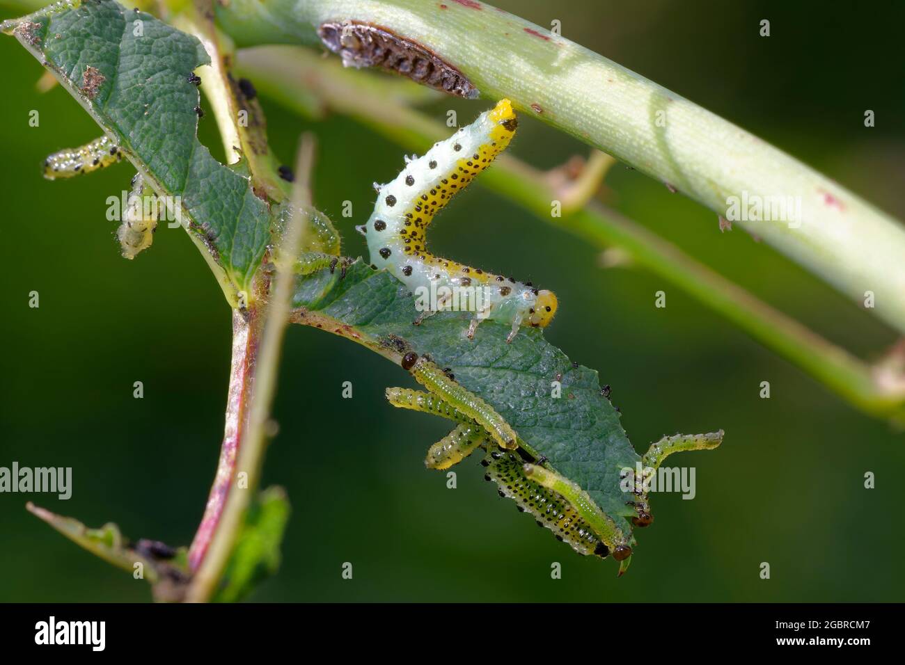 Sawfly ovipositor hi-res stock photography and images - Alamy