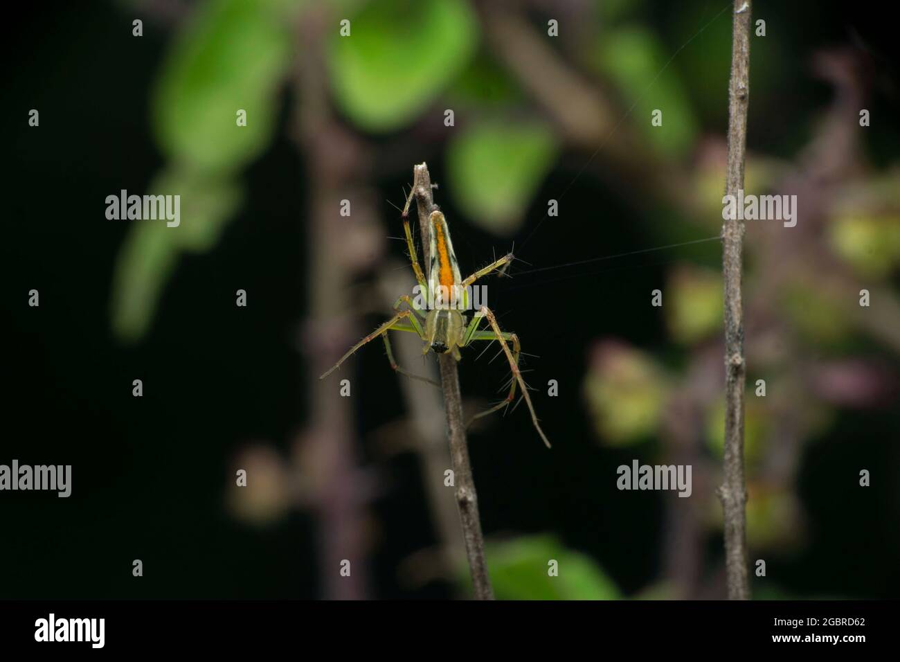 India is home to a large variety of wildlife. It is a biodiversity ...