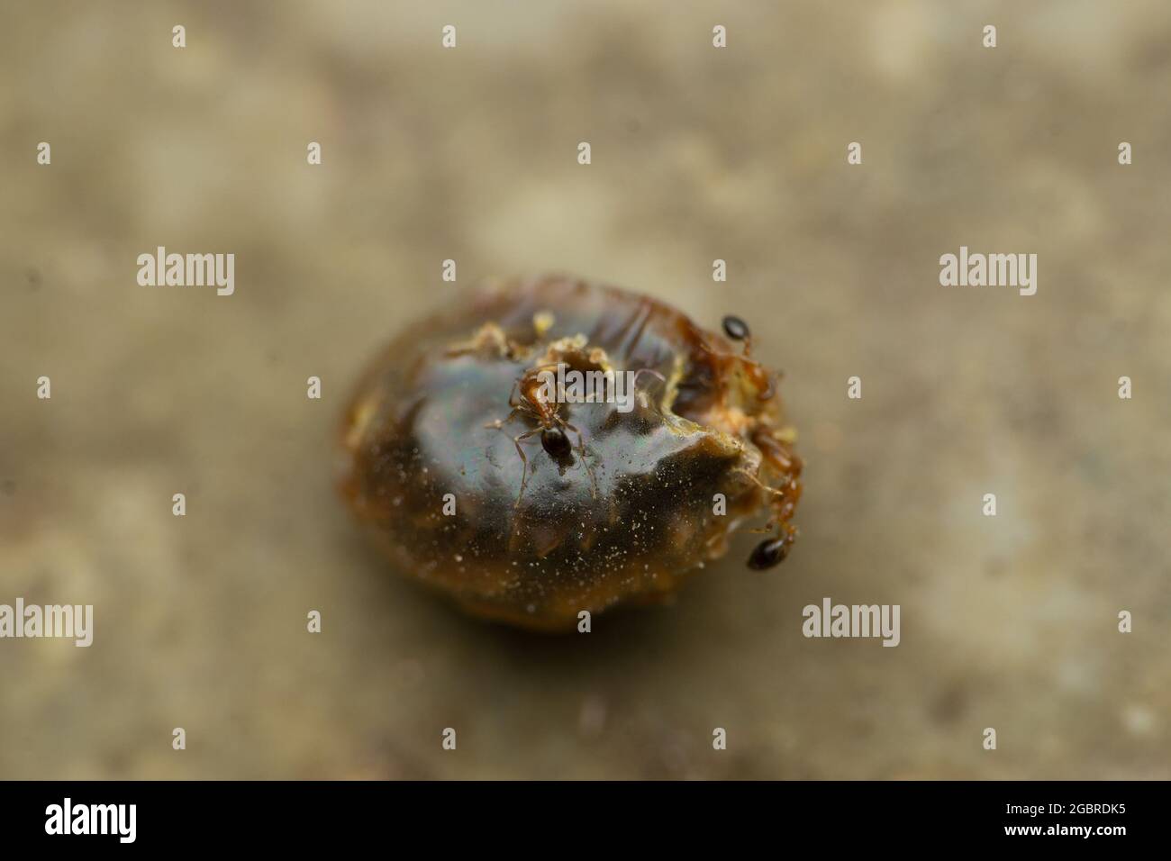 India is home to a large variety of wildlife. It is a biodiversity ...