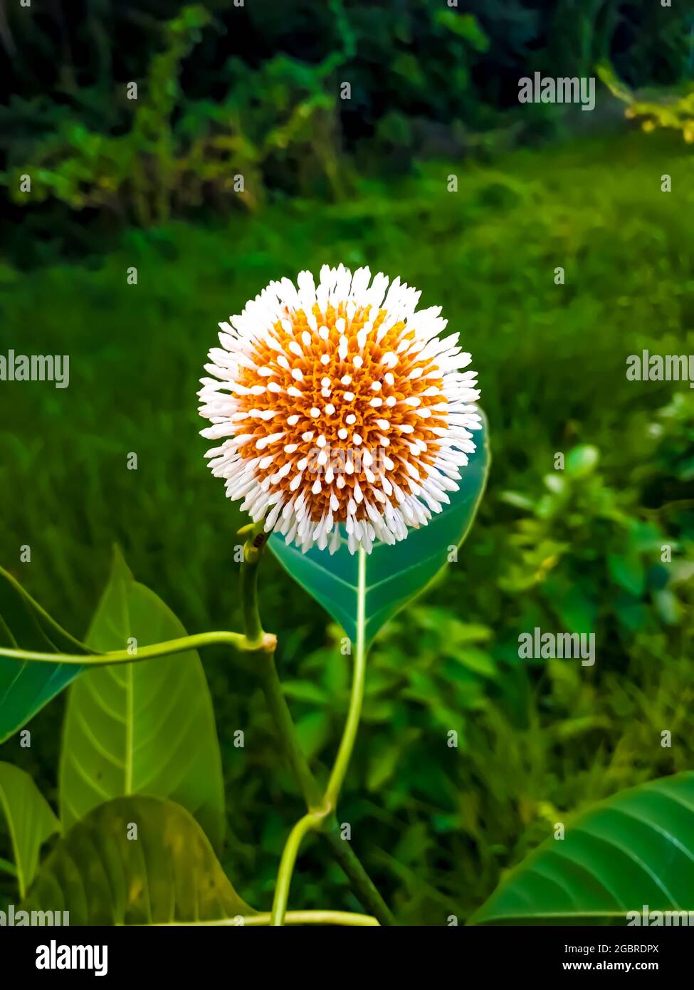 Closeup of a Neolamarckia cadamba also known as Anthocephalus cadamba ...