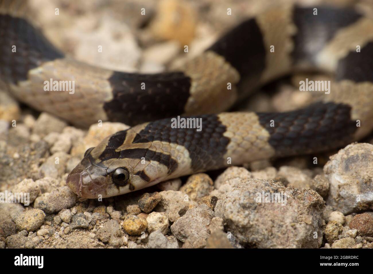 India is home to a large variety of wildlife. It is a biodiversity ...
