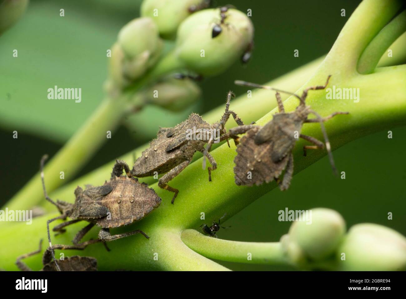 India is home to a large variety of wildlife. It is a biodiversity ...