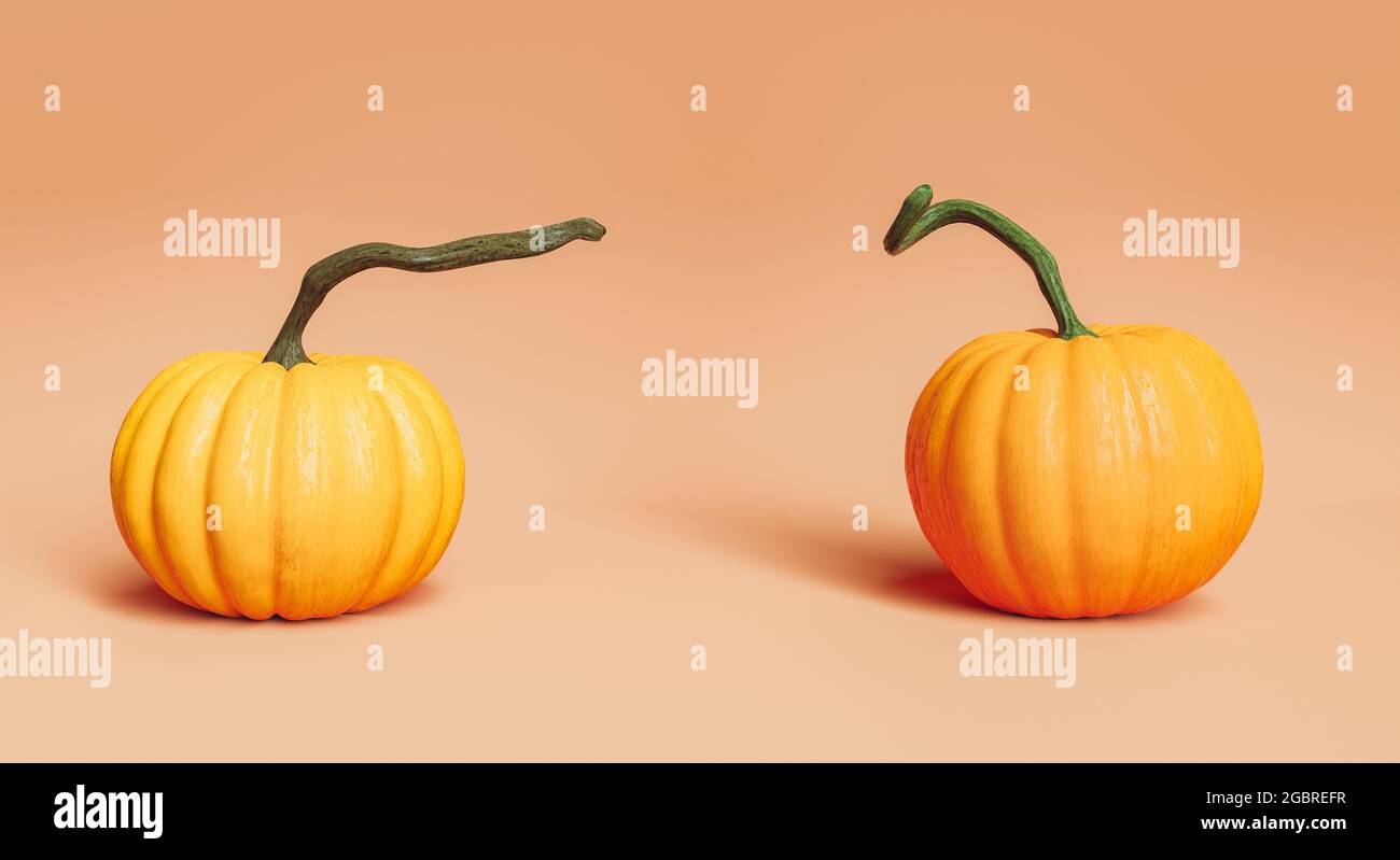 two realistic pumpkins with long stems on pastel background in autumn ...