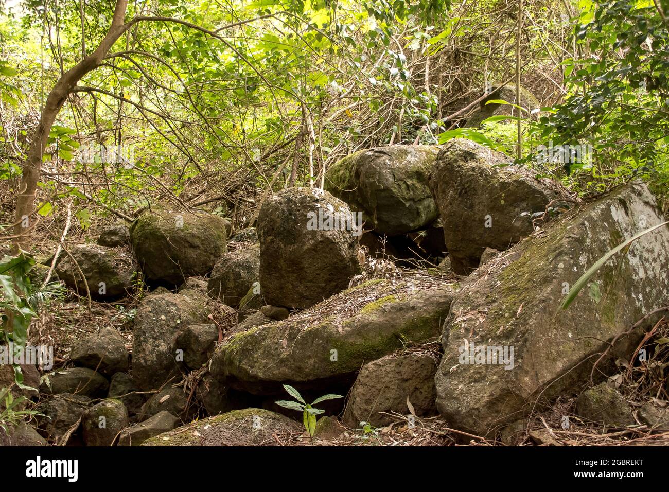 Volcanic basalt boulders along creek bed after erosion of ...