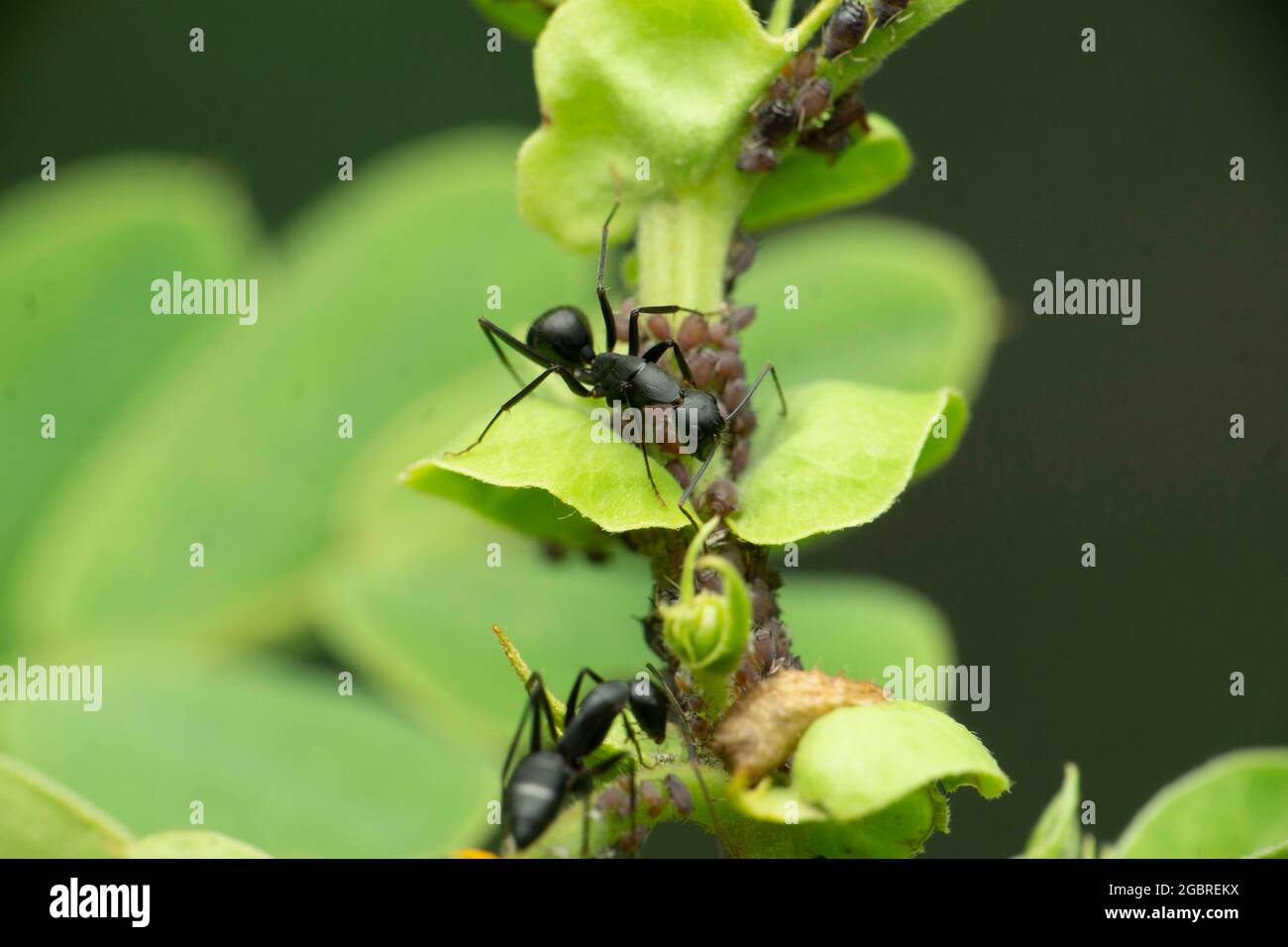 India is home to a large variety of wildlife. It is a biodiversity ...
