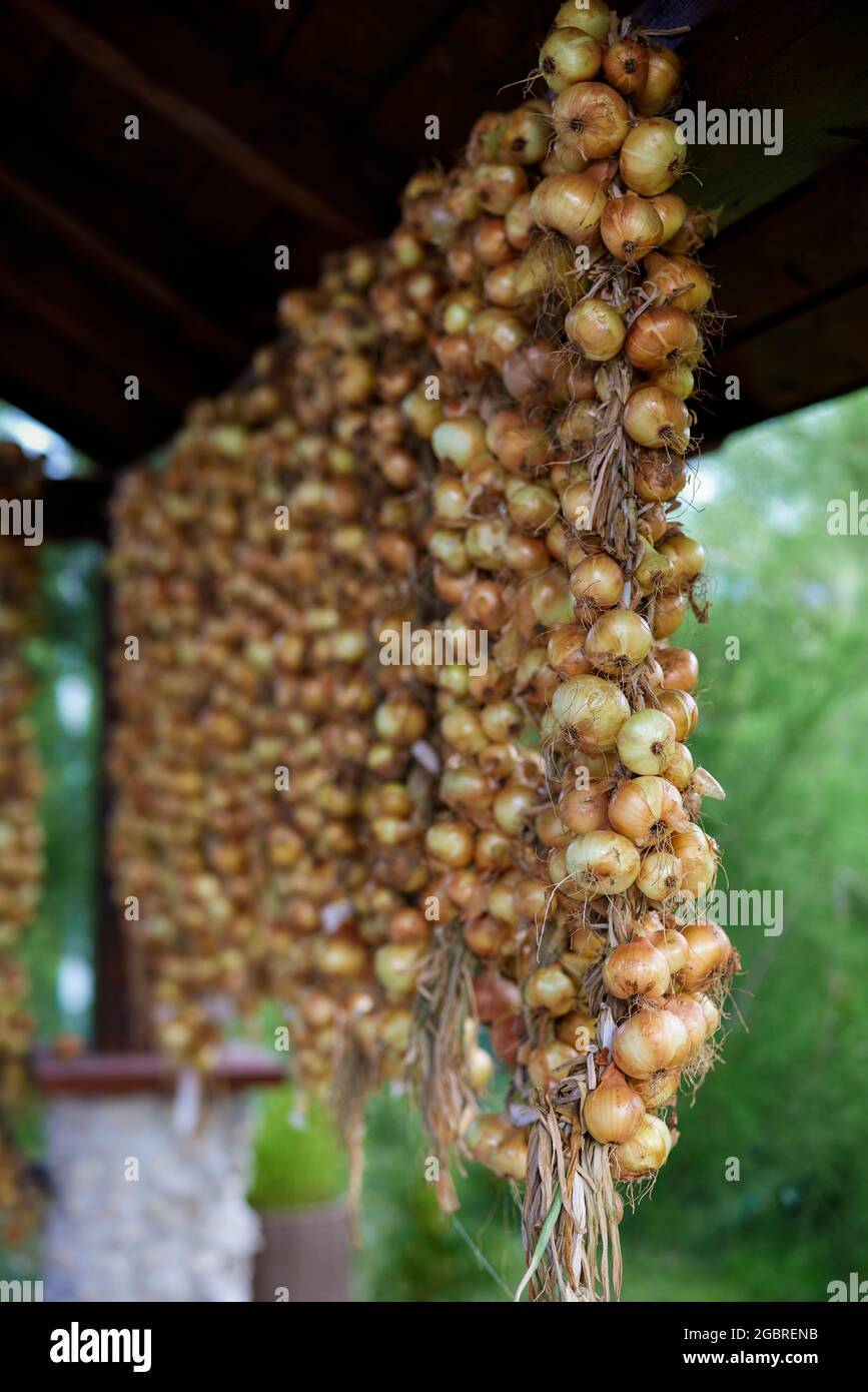 Hanging onion bulbs are tied in a bunch. The process of drying freshly ...