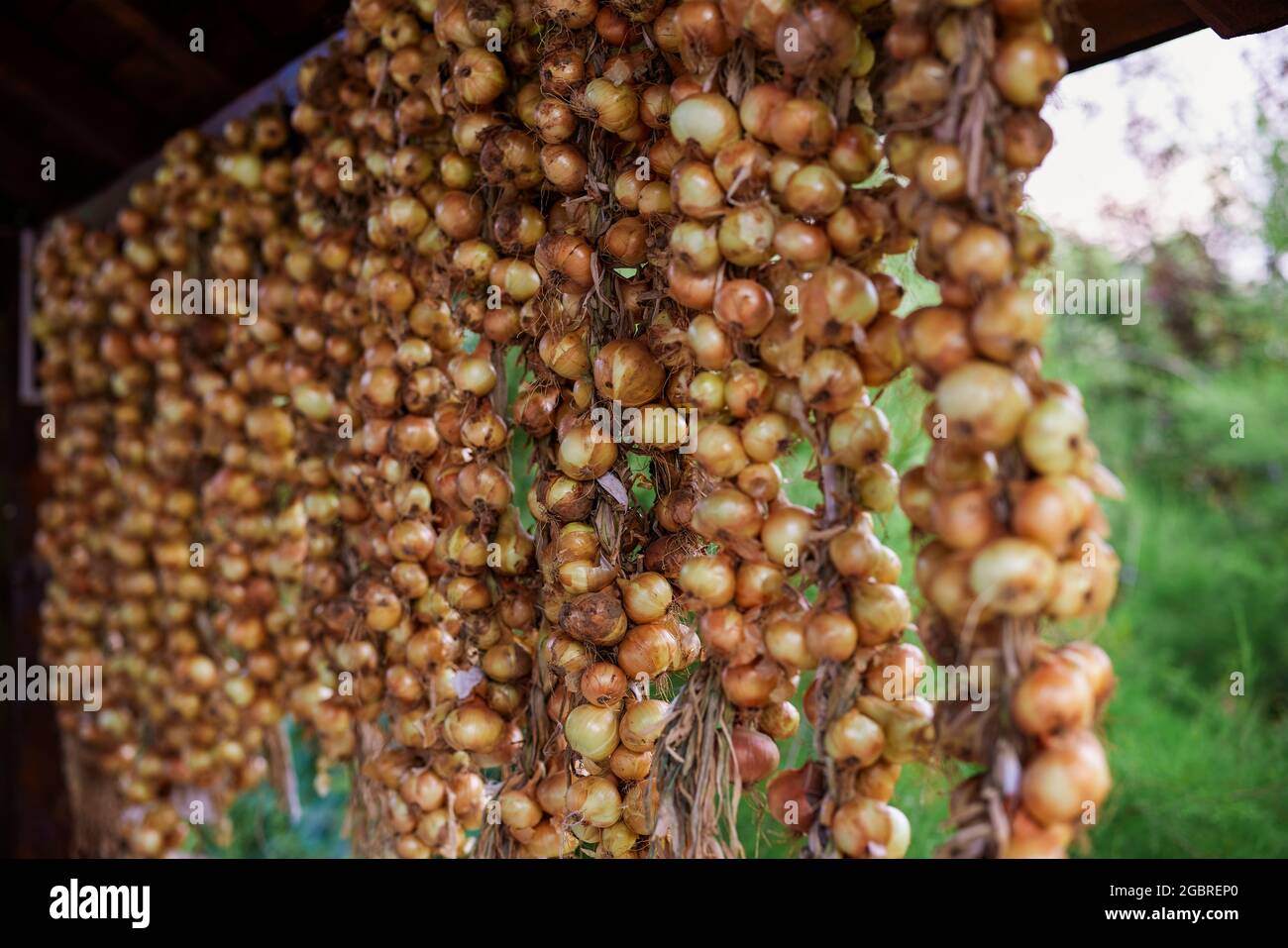 Hanging onion bulbs are tied in a bunch. The process of drying freshly ...