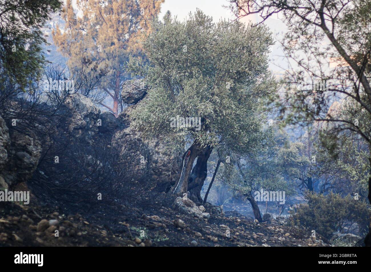 Olive trees burning after wildfire. Wildfire that started 8 days ago ...