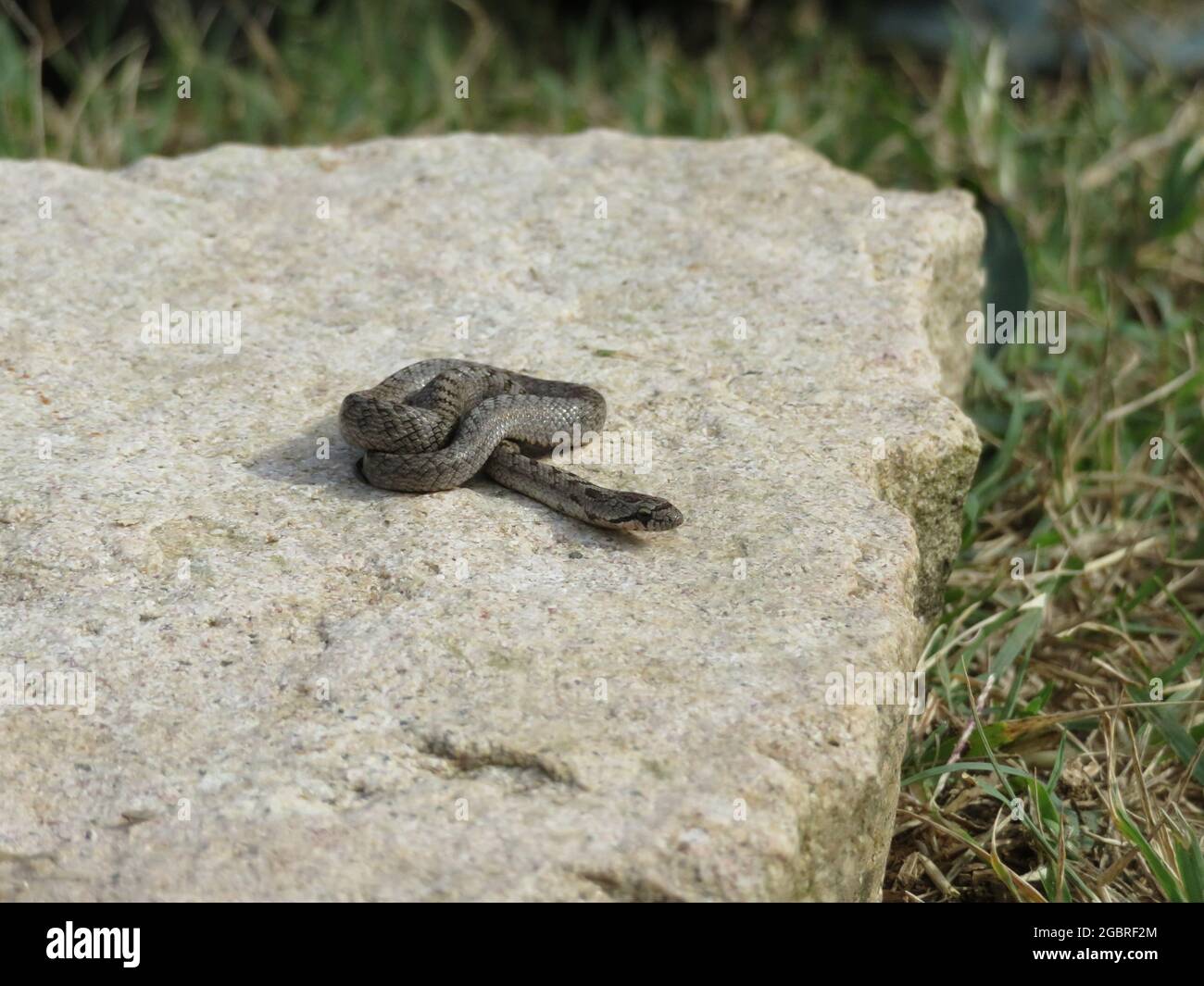 Southern smooth snake, Coronella girondica, on a rock Stock Photo - Alamy