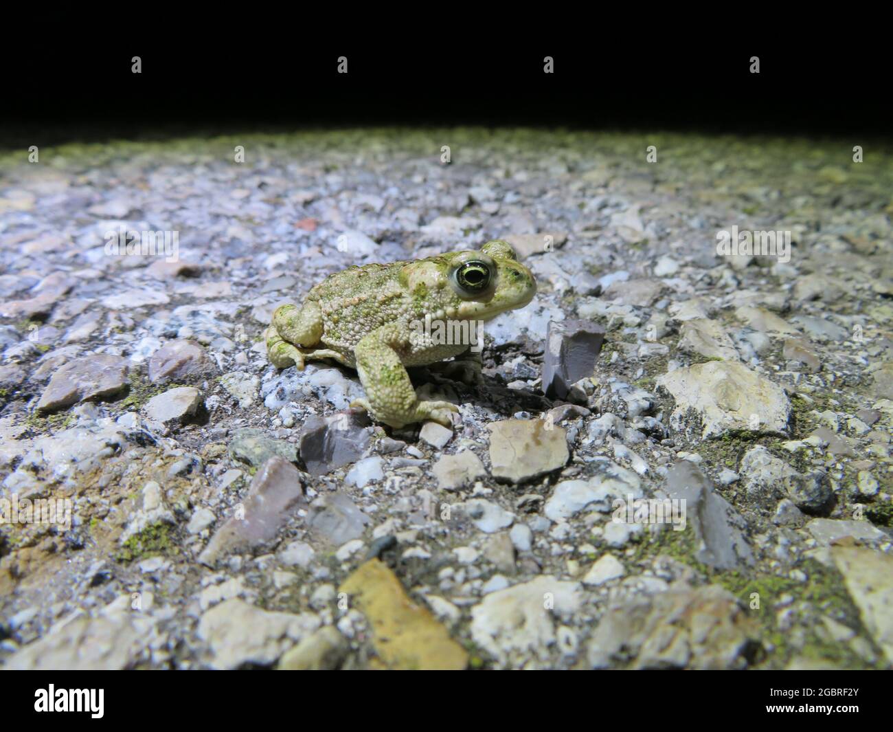natterjack toad (Epidalea calamita) on the ground Stock Photo - Alamy