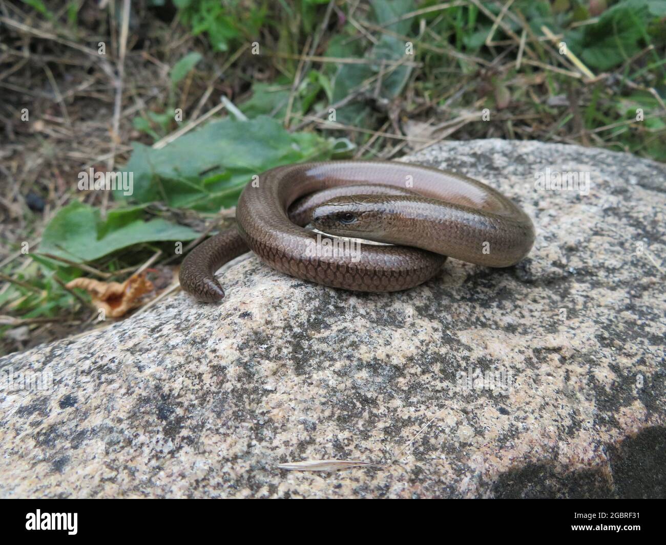 Slow worm (Anguis fragilis) male in nature Stock Photo - Alamy