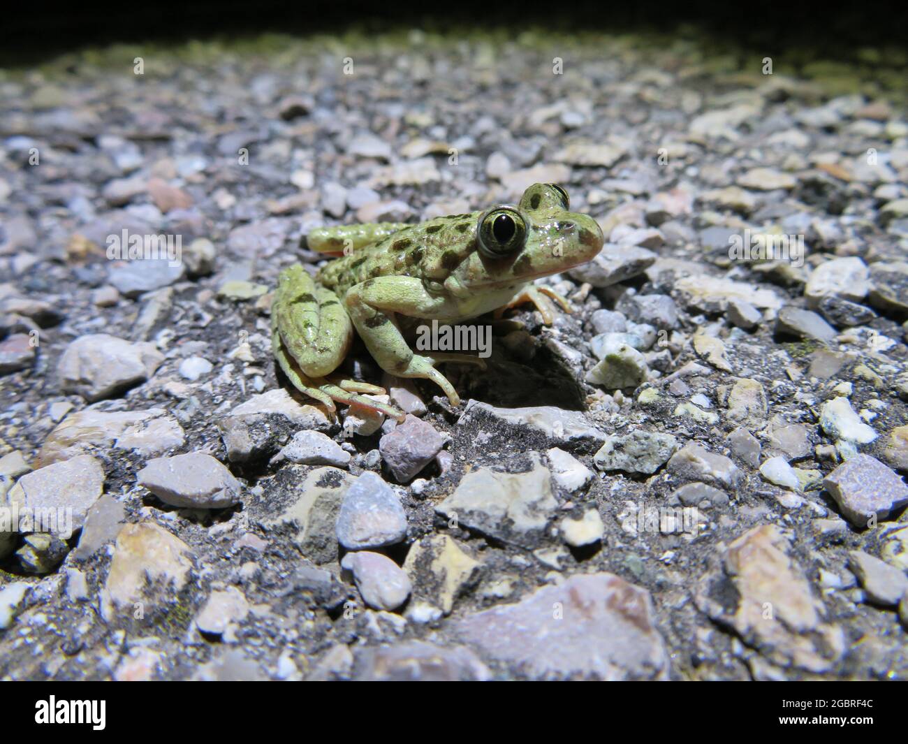 Common parsley frog, Pelodytes punctatus, in the ground Stock Photo - Alamy